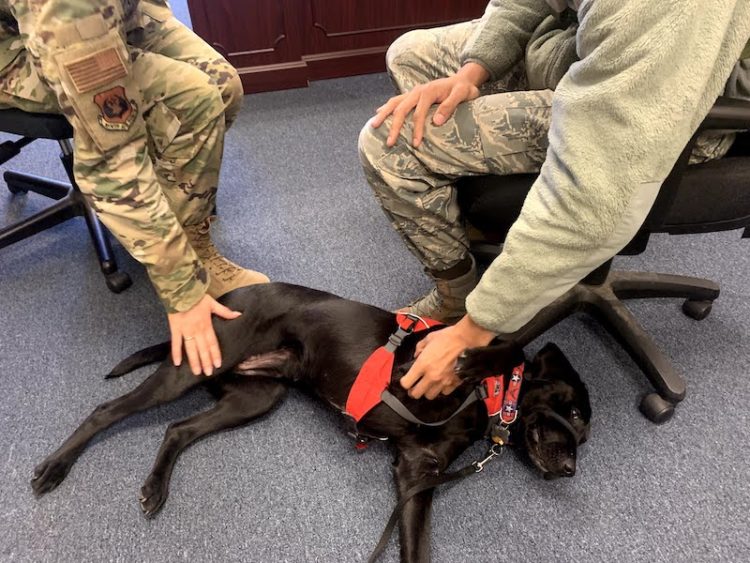 Alumna, Military Chaplain 1st with Therapy Dog | Gardner-Webb University