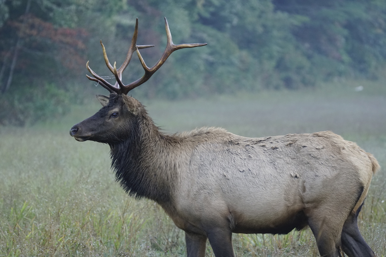 Animal Physiology Class Studies Elk Behavior | Gardner-Webb University