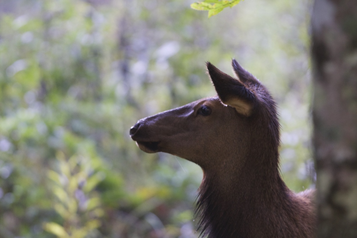 Animal Physiology Class Studies Elk Behavior | Gardner-Webb University