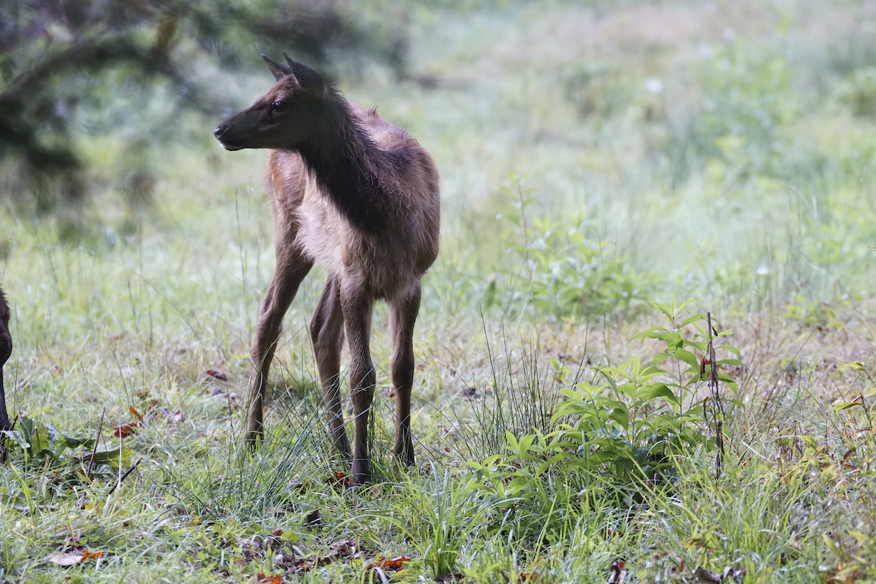 Animal Physiology Class Studies Elk Behavior | Gardner-Webb University